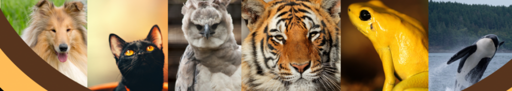 The Call of Cooperation: How Crows and Wolves Work Together to Hunt ...