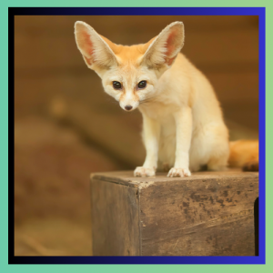 The Fennec Fox: Sahara’s Little Survivor with Big Ears – Animals Fun ...