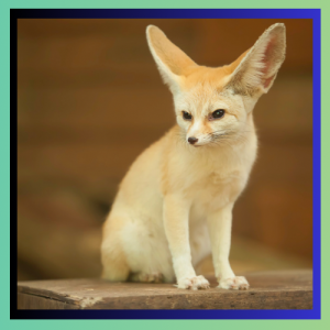 The Fennec Fox: Sahara’s Little Survivor with Big Ears – Animals Fun ...
