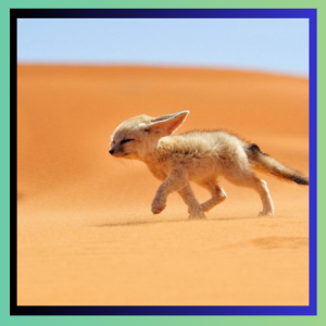 The Fennec Fox: Sahara’s Little Survivor with Big Ears – Animals Fun ...