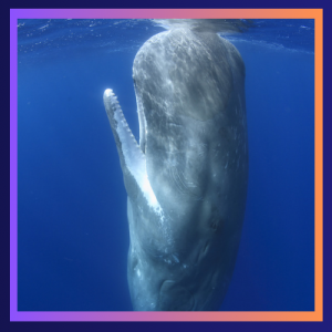 The Majestic Cachalot Whale: Deep Sea Divers and Ocean Giants – Animals ...
