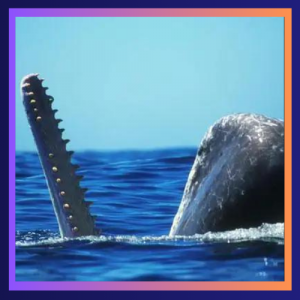 The Majestic Cachalot Whale: Deep Sea Divers and Ocean Giants – Animals ...