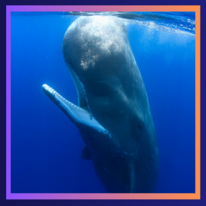 The Majestic Cachalot Whale: Deep Sea Divers and Ocean Giants – Animals ...
