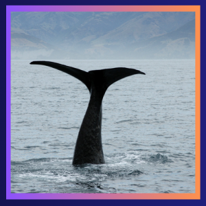The Majestic Cachalot Whale: Deep Sea Divers and Ocean Giants – Animals ...