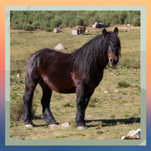 The Mighty Giant Romanian Horse: A Breed of Strength and History ...