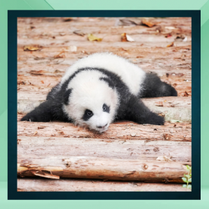 Are Pandas Really as Dumb as People Say? – Animals Fun and Facts