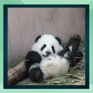 Are Pandas Really as Dumb as People Say? – Animals Fun and Facts