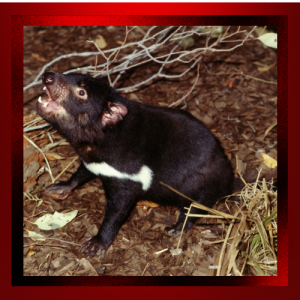 The Fierce Beauty of the Tasmanian Devil – Animals Fun and Facts