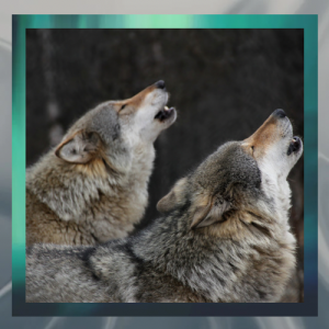 The Call of Cooperation: How Crows and Wolves Work Together to Hunt ...