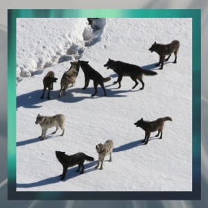 The Call of Cooperation: How Crows and Wolves Work Together to Hunt ...