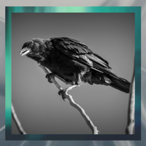 The Call of Cooperation: How Crows and Wolves Work Together to Hunt ...