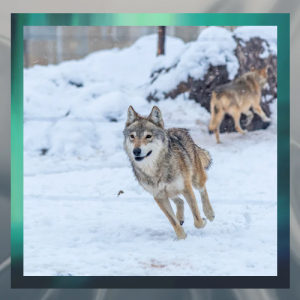 The Call of Cooperation: How Crows and Wolves Work Together to Hunt ...