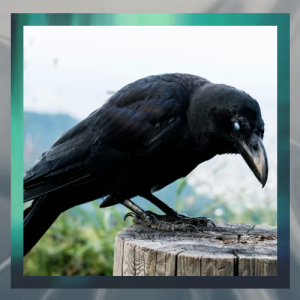 The Call of Cooperation: How Crows and Wolves Work Together to Hunt ...