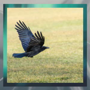 The Call of Cooperation: How Crows and Wolves Work Together to Hunt ...