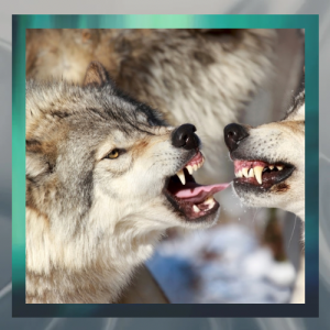 The Call of Cooperation: How Crows and Wolves Work Together to Hunt ...