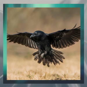 The Call of Cooperation: How Crows and Wolves Work Together to Hunt ...
