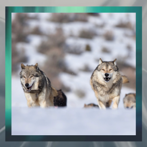 The Call of Cooperation: How Crows and Wolves Work Together to Hunt ...