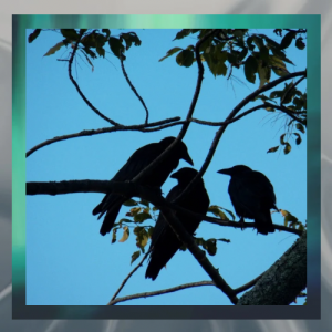 The Call of Cooperation: How Crows and Wolves Work Together to Hunt ...