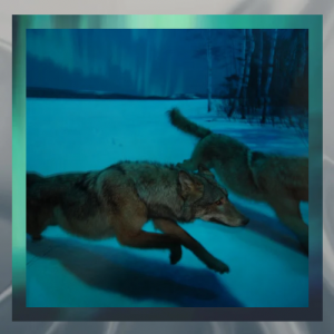 The Call of Cooperation: How Crows and Wolves Work Together to Hunt ...