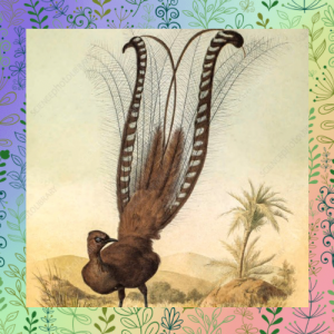 The Lyrebird: Nature’s Master Mimic and Dancing Virtuoso – Animals Fun ...