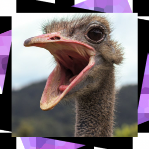 The Ostrich: Nature’s Most Extraordinary Flightless Bird – Animals Fun ...