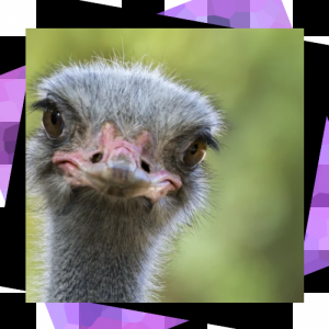 The Ostrich: Nature’s Most Extraordinary Flightless Bird – Animals Fun ...