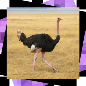 The Ostrich: Nature’s Most Extraordinary Flightless Bird – Animals Fun ...